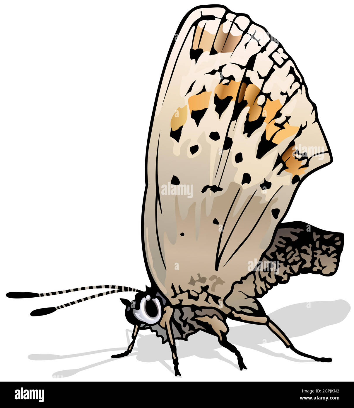 Illustration blue beautiful butterfly Cut Out Stock Images & Pictures ...