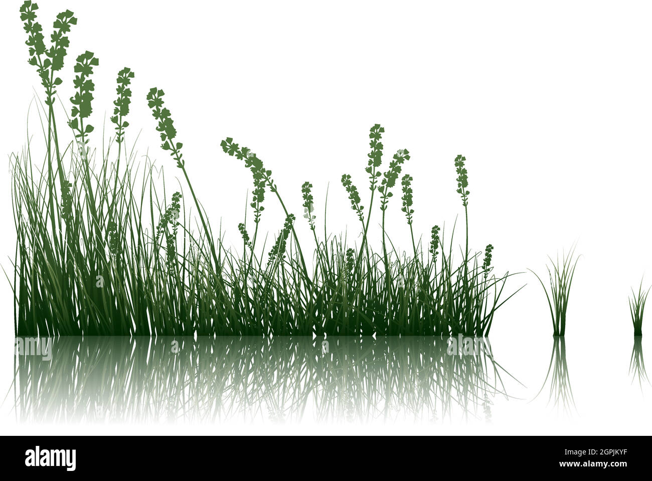 Foliage in water Cut Out Stock Images & Pictures - Alamy