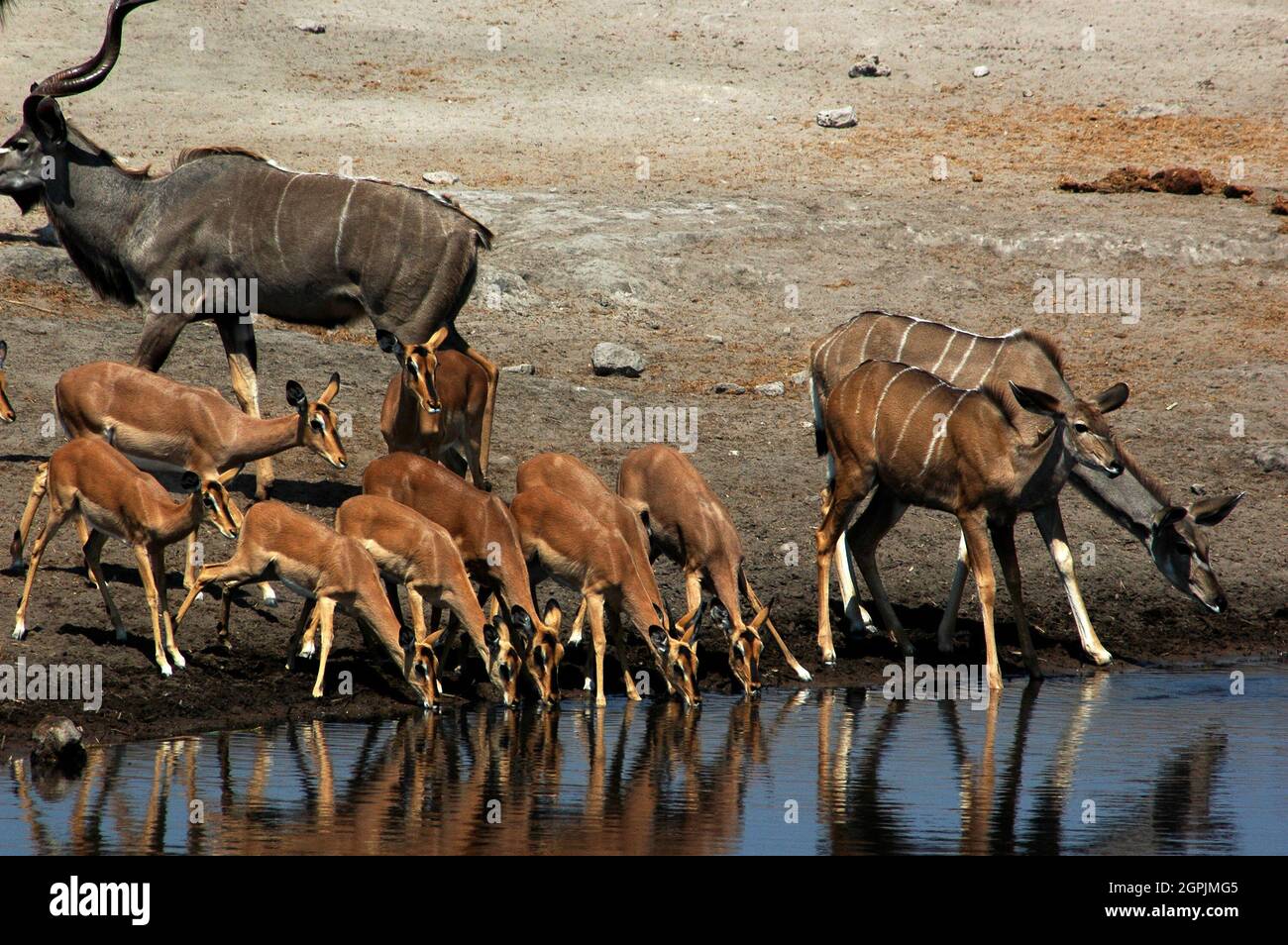 Kudu antelope and impala drinking at Chudob waterhole, Etosha National ...