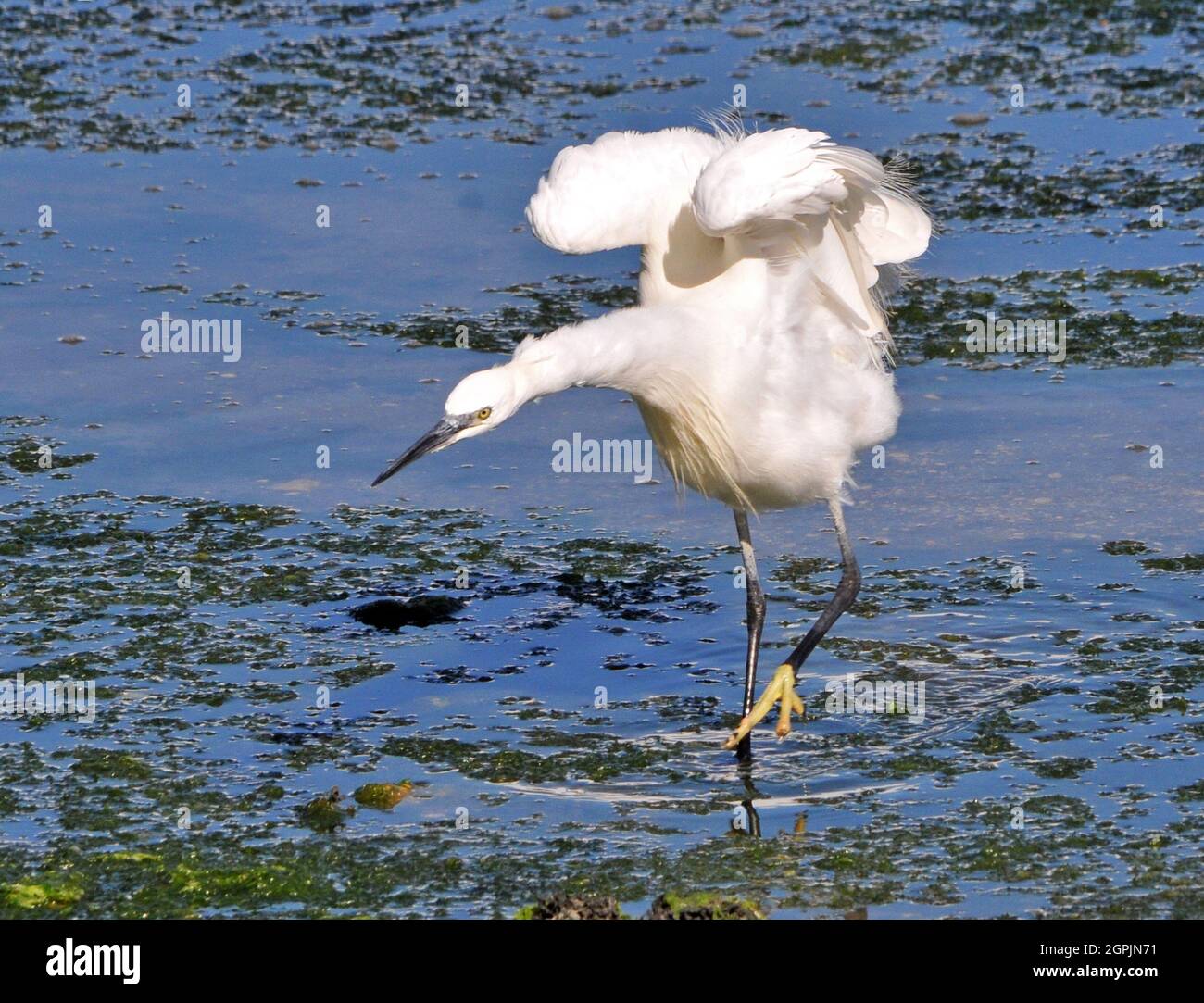 LITTLE EGRET FISHING, CASTLE SHORE PARK, PORTCHESTER. PIC MIKE WALKER ...