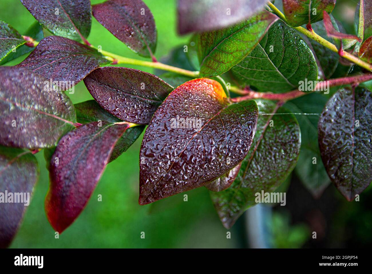 Richly coloured leaves covered in raindrops - close-up - garden Stock ...