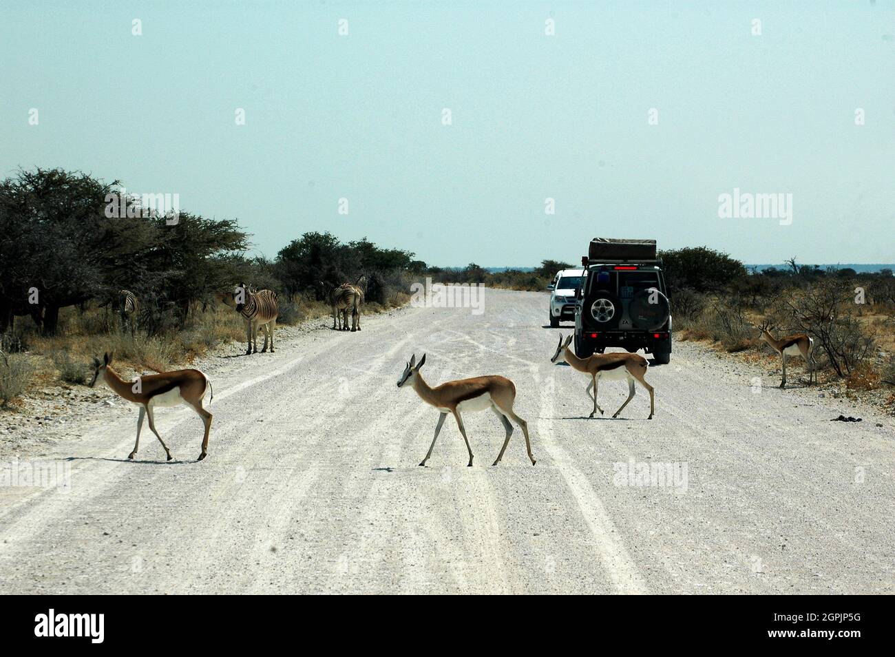 Springboks crossing the road, Etosha National Park, Namibia Stock Photo ...