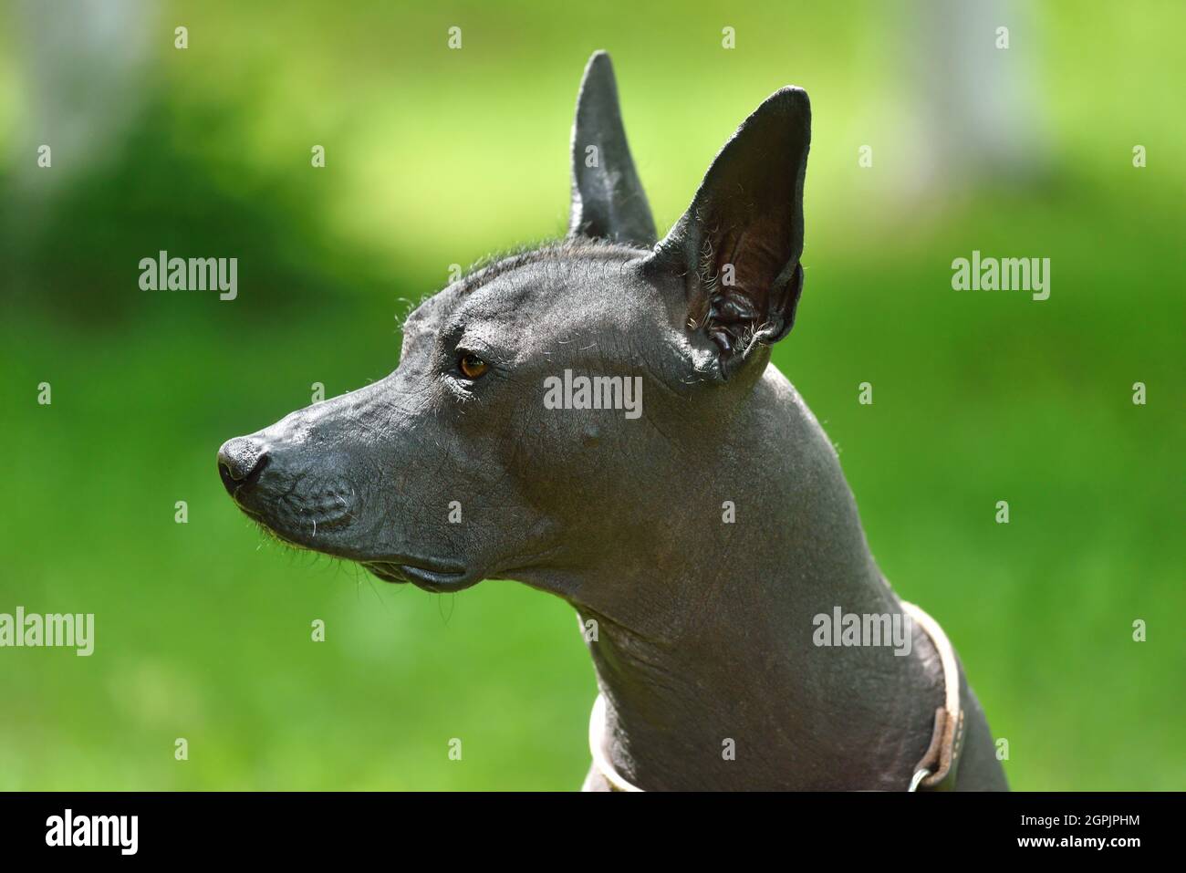 Xoloitzcuintli aztec hi-res stock photography and images - Alamy