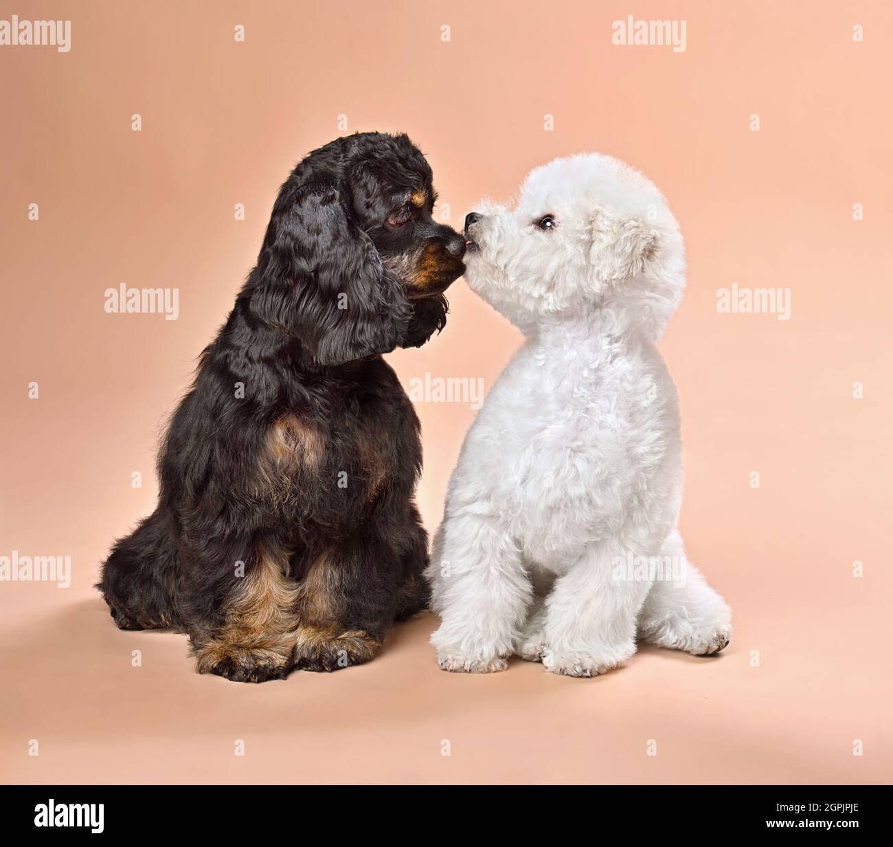 Funny puppies of american cocker spaniel and bichon frise sitting kiss ...