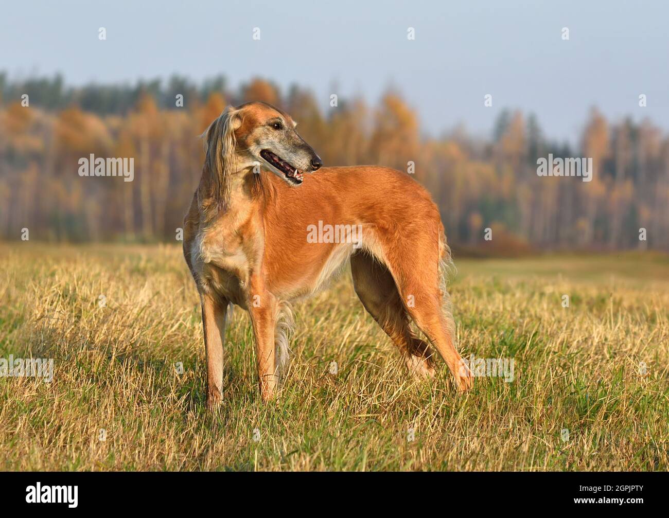 Tazi dog hi-res stock photography and images - Alamy