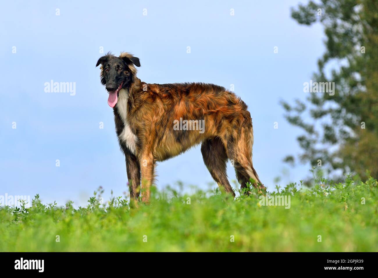 Red russian borzoi dog standing on on a rural field background Stock ...