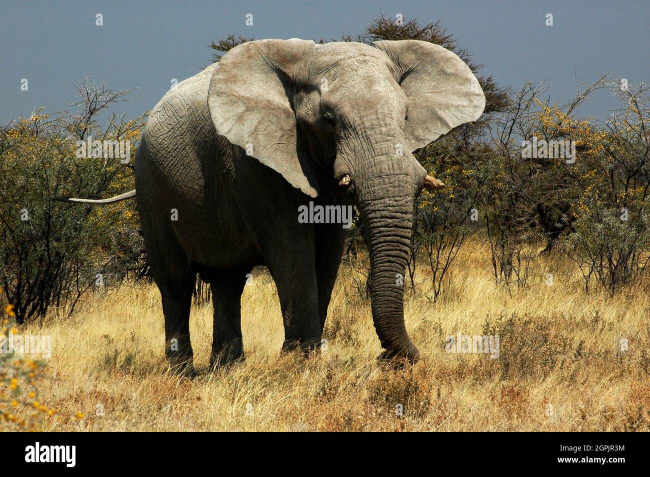 Elephant at Etosha National Park, Namibia Stock Photo - Alamy