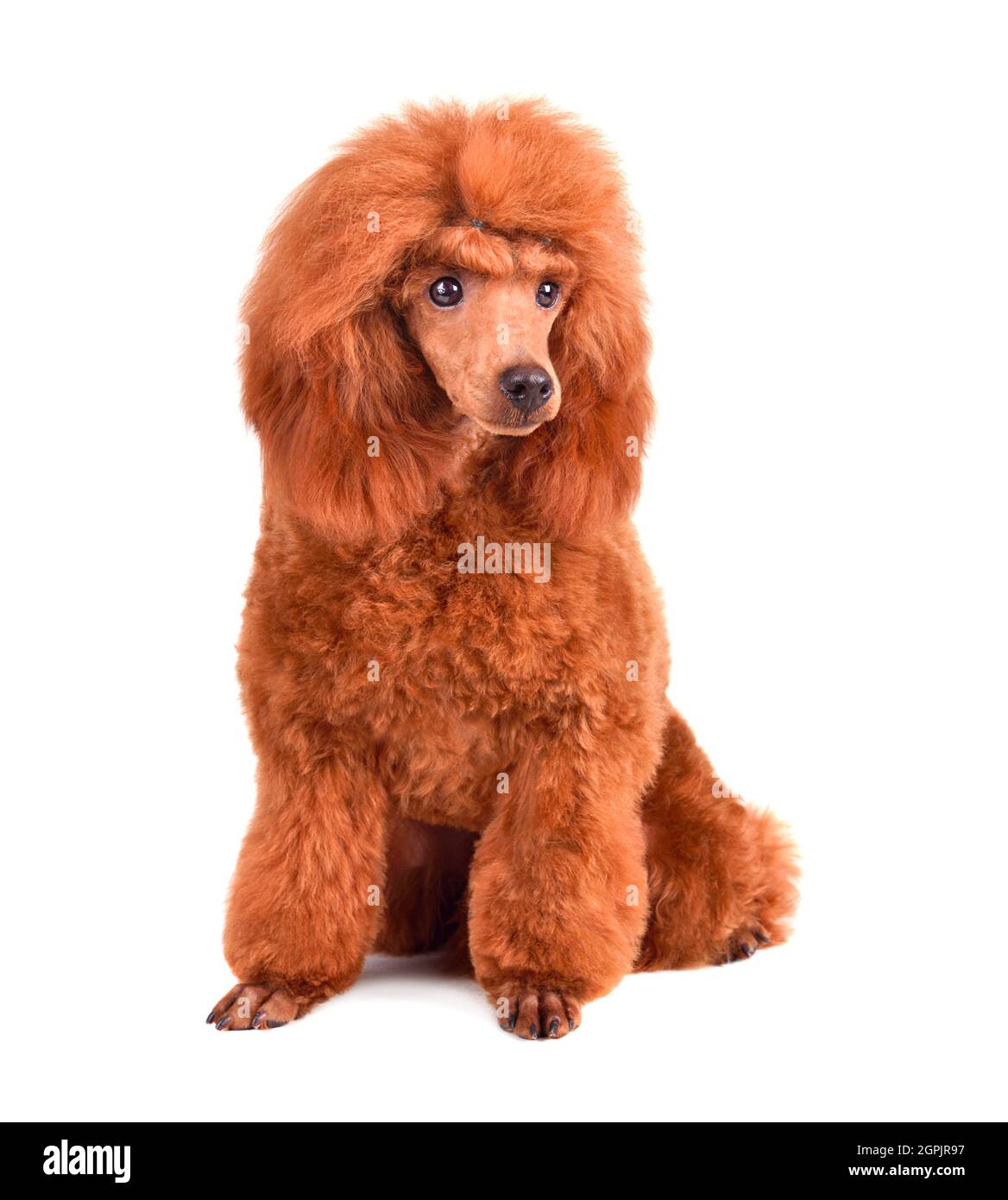 Red poodle hi-res stock photography and images - Alamy