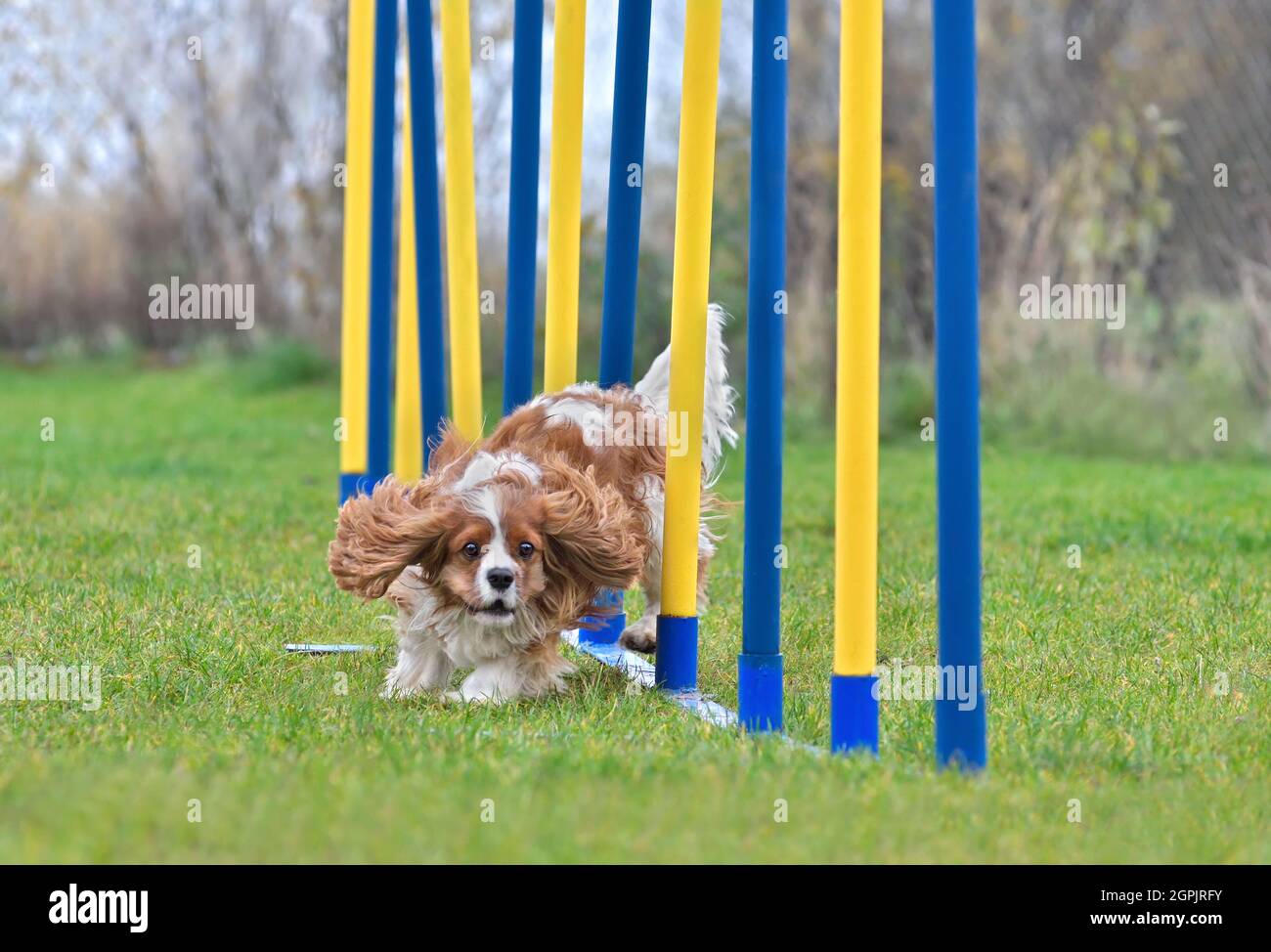 Cavalier King Charles Spaniel doing slalom in agility dog competition ...