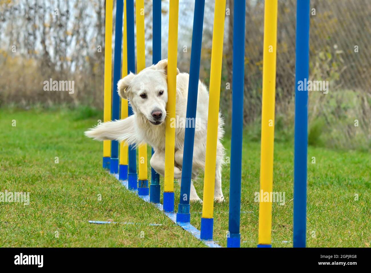 Agility dog going through the slalom sticks on a outdoor track Stock ...