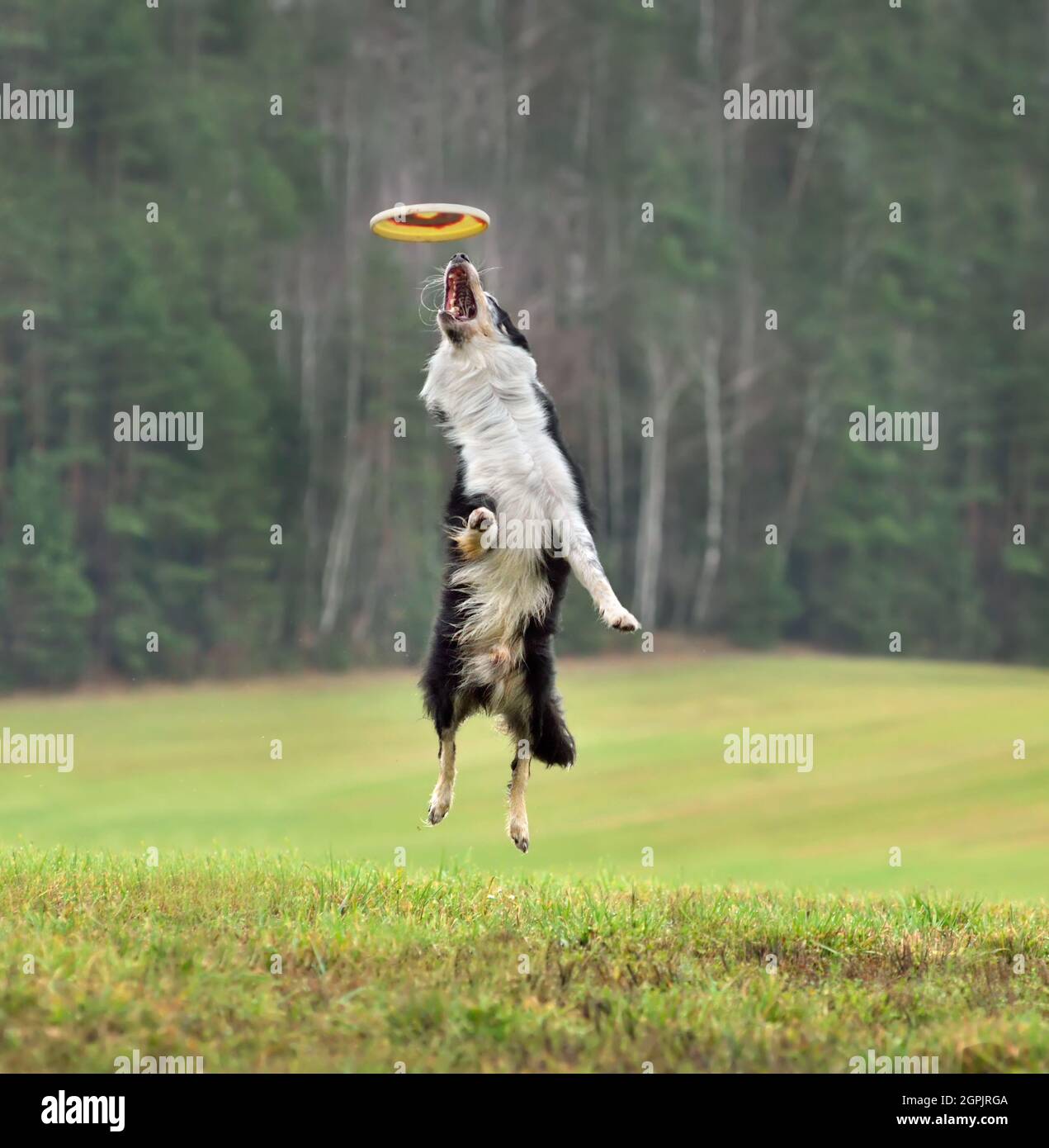 Border collie dog catching frisbee in jump in the air Stock Photo - Alamy