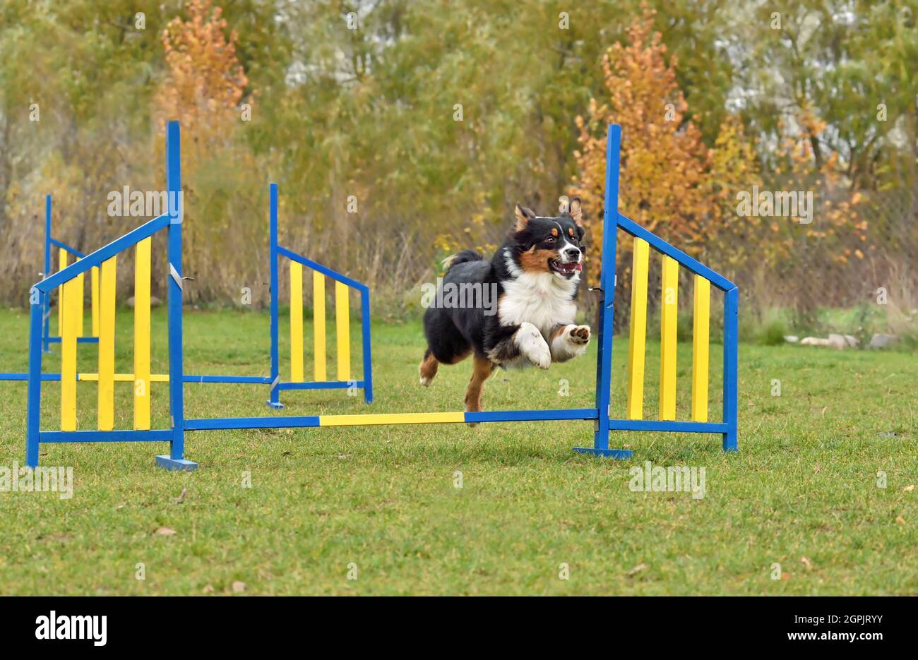 Australian shepherd jumping fence hi-res stock photography and images ...