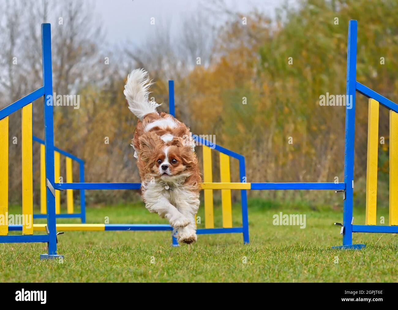 Cavalier King Charles Spaniel jumping over hurdle on agility ...