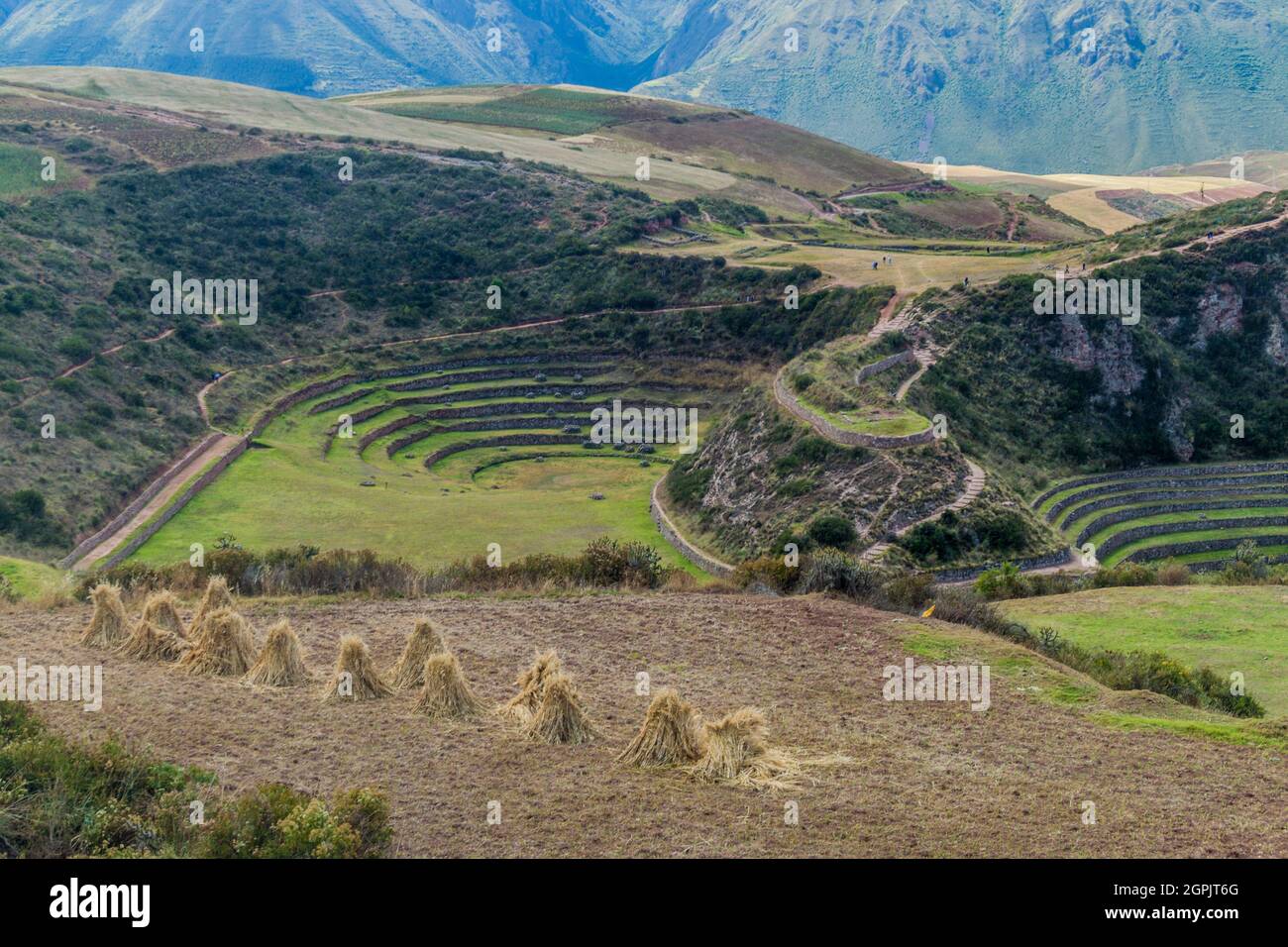 Harvest of oat above agricultural terraces in Moray, Peru Stock Photo ...