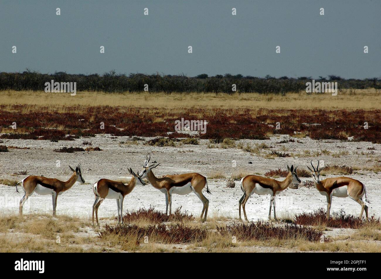 Herd of springbok on the open plains, Etosha National Park, Namibia ...