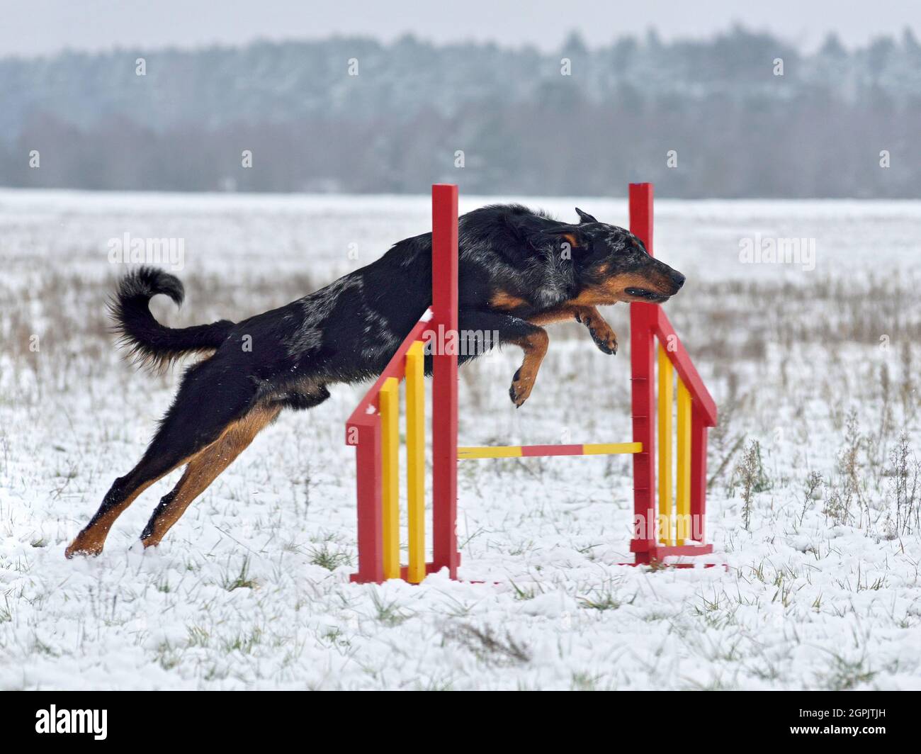 Merle Beauceron dog jumping over the fence on outdoor agility training ...