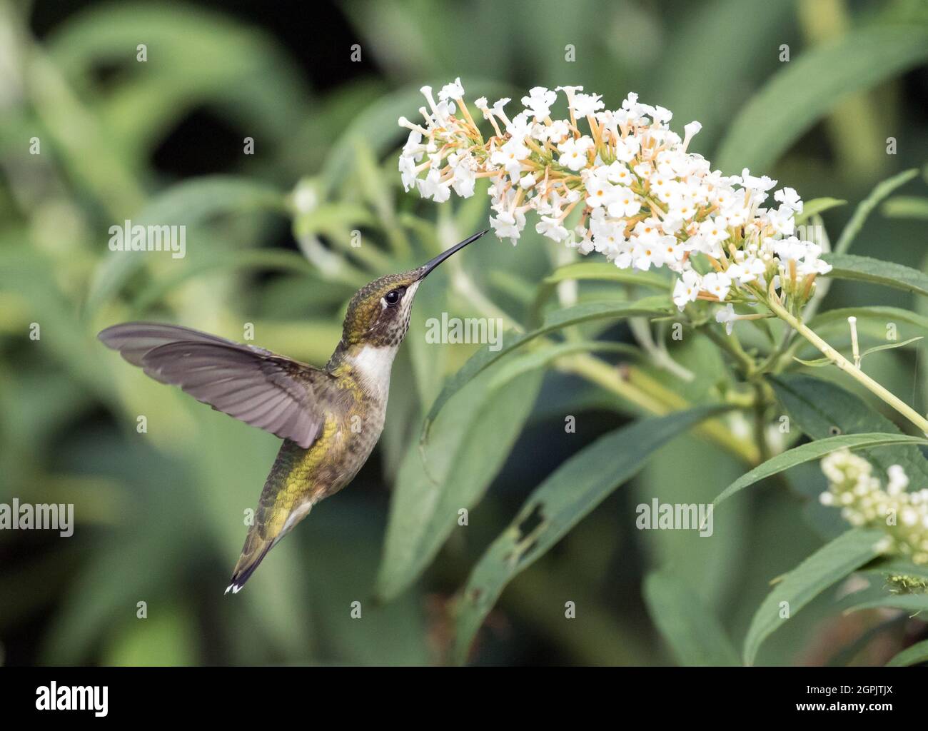 Closeup of Ruby-throated Hummingbird feeding from Butterfly Bush during ...
