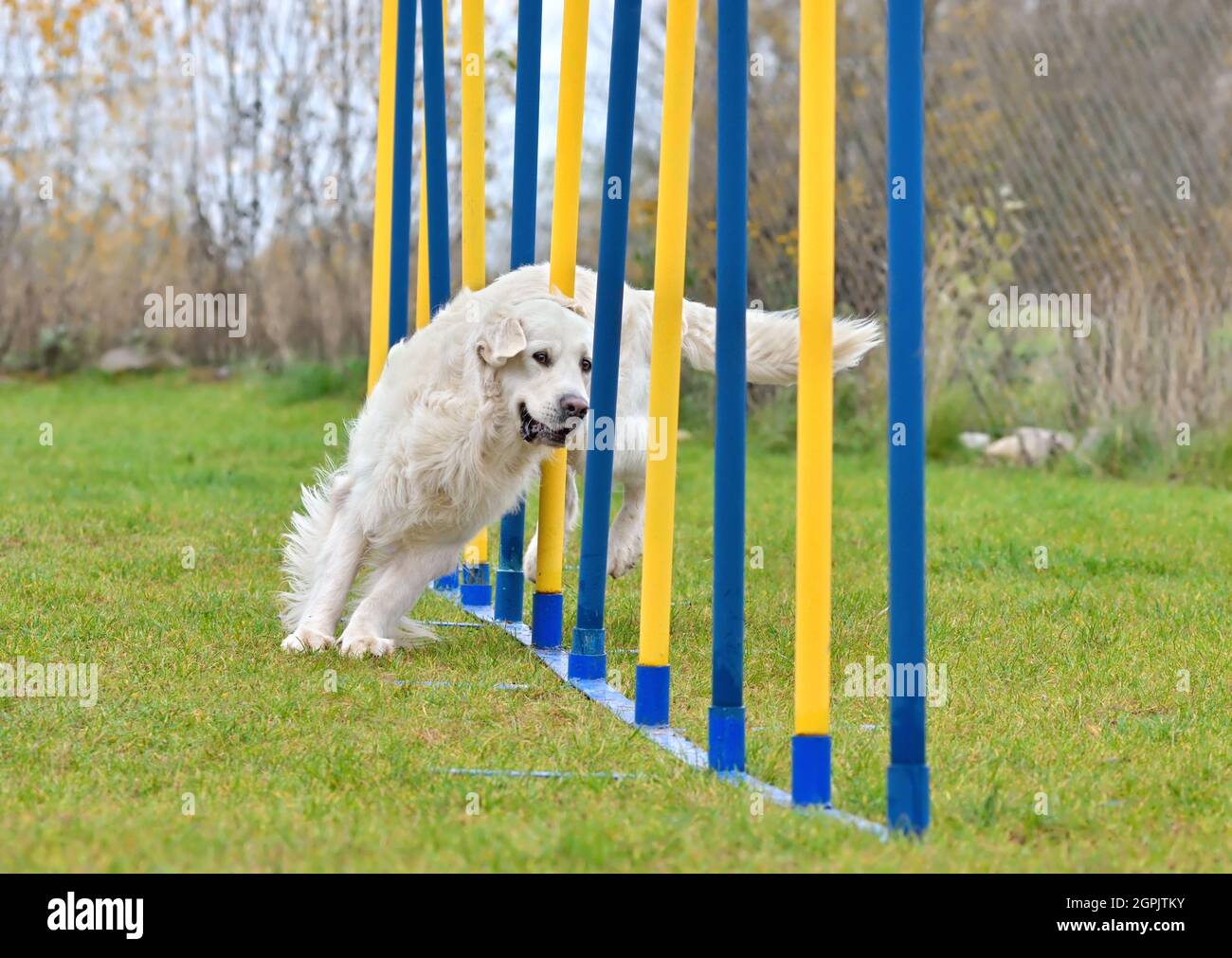 Golden Retriever dog going through slalom sticks in agility training ...