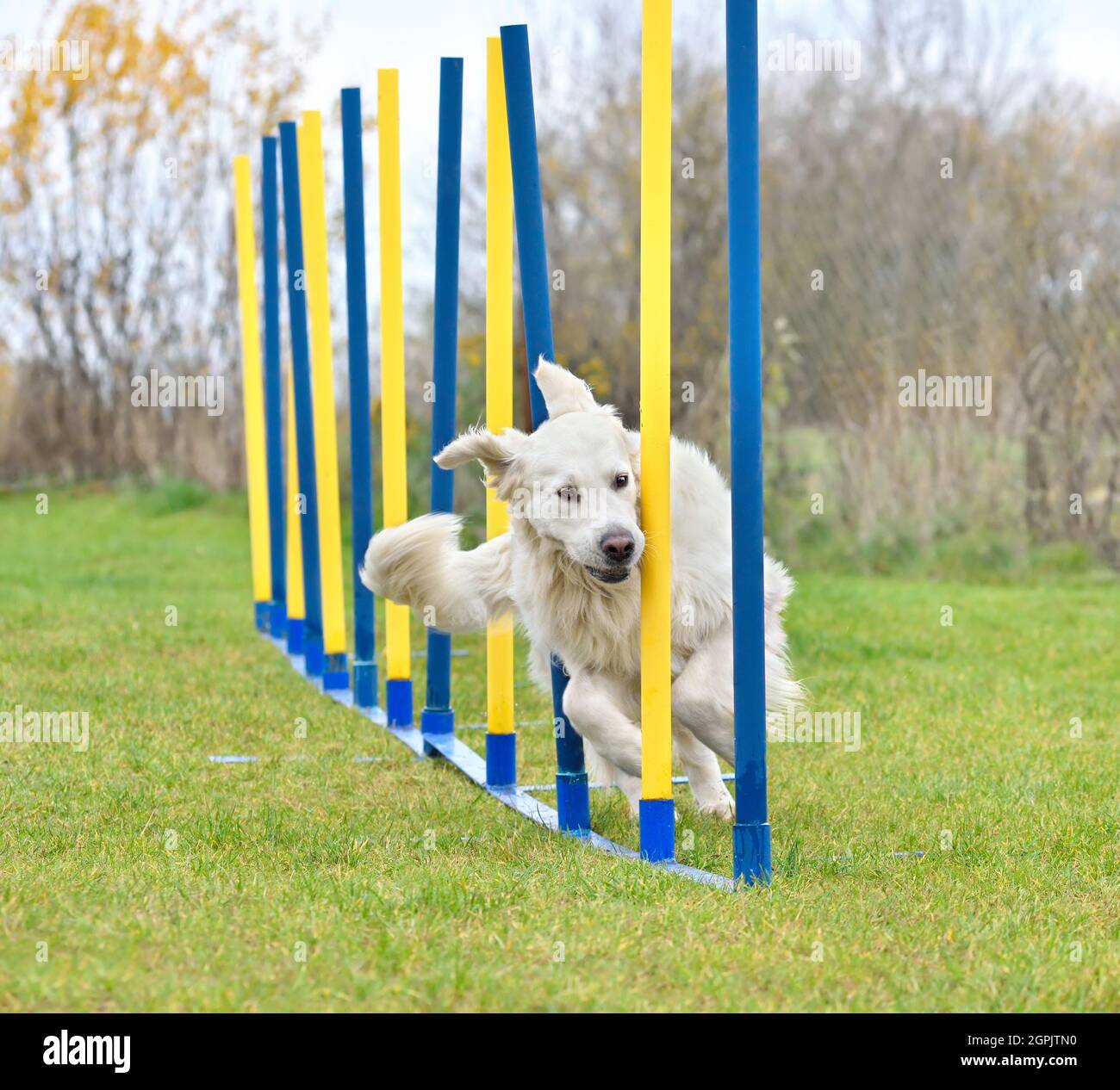 Golden Retriever going through slalom sticks at a dog agility trial ...