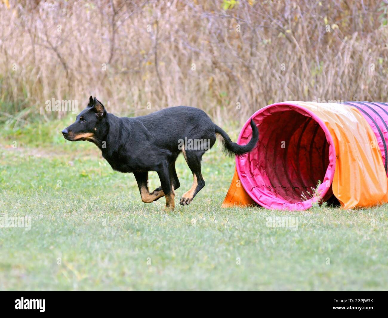 Black Beauceron dog came out of pink tunnel on dog agility training ...