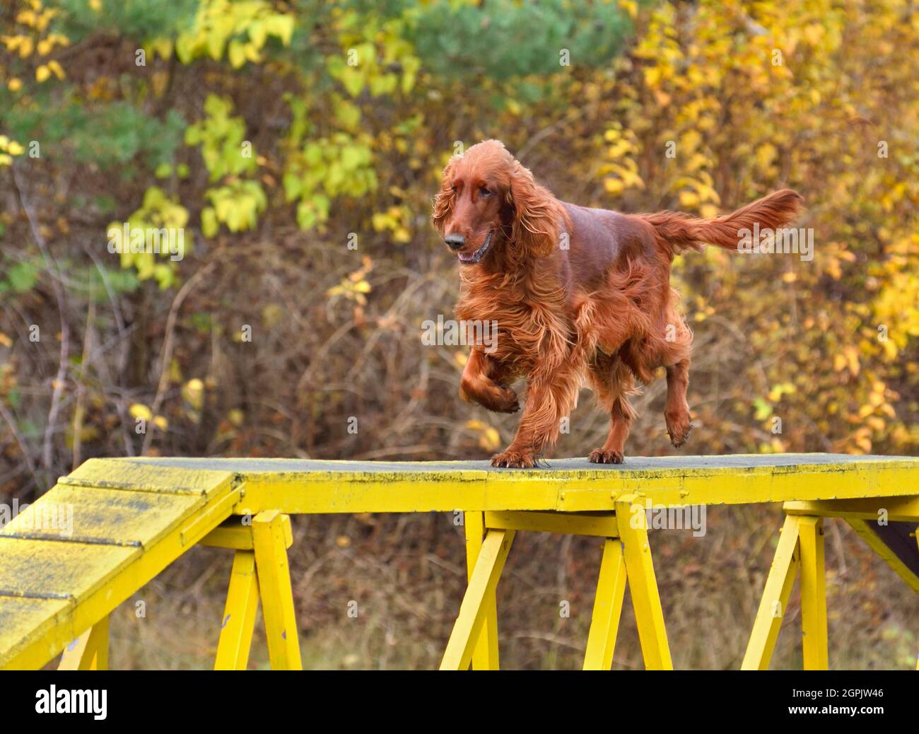 Red Iris Setter running on dog walk on agility training Stock Photo - Alamy