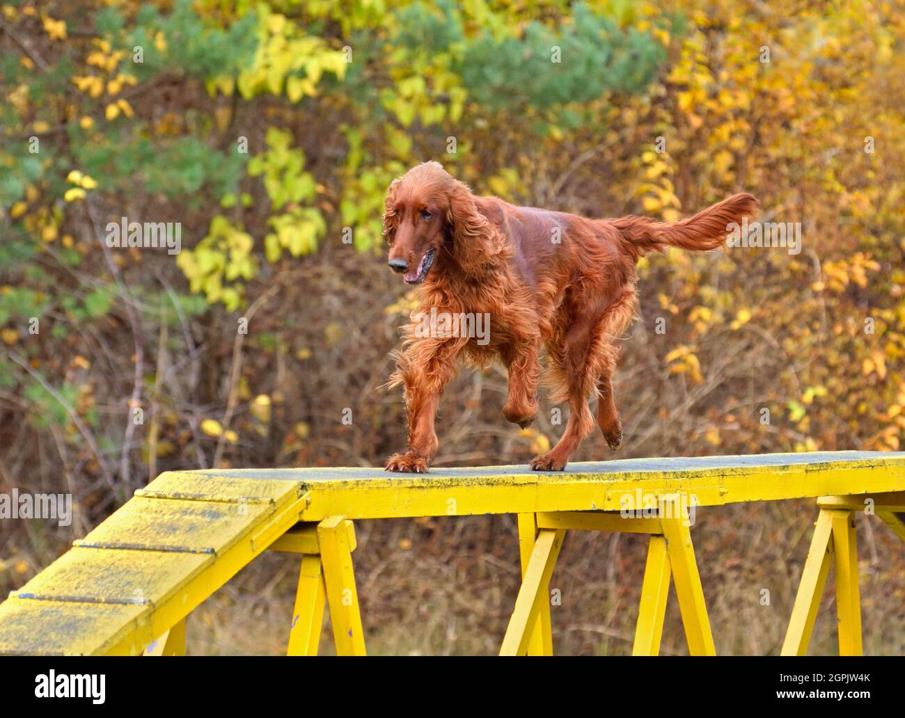 Iris setter hi-res stock photography and images - Alamy