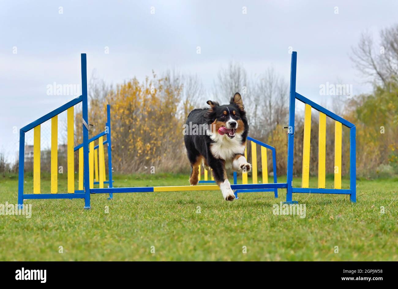 Australian shepherd jumping fence hi-res stock photography and images ...