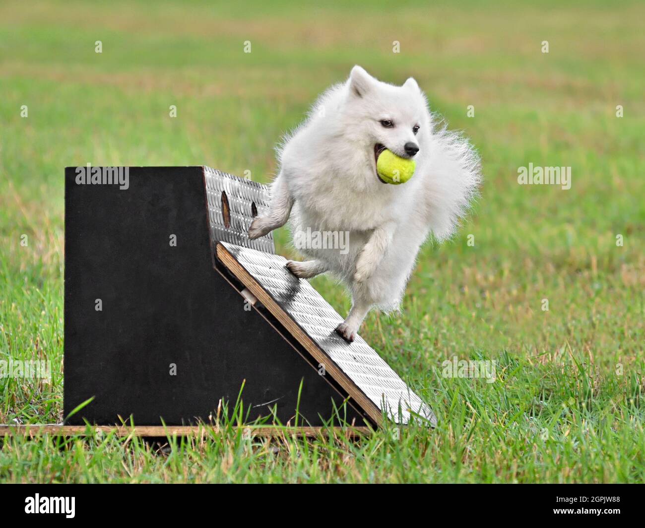 White German Medium Spitz jumping on a flyball training Stock Photo - Alamy