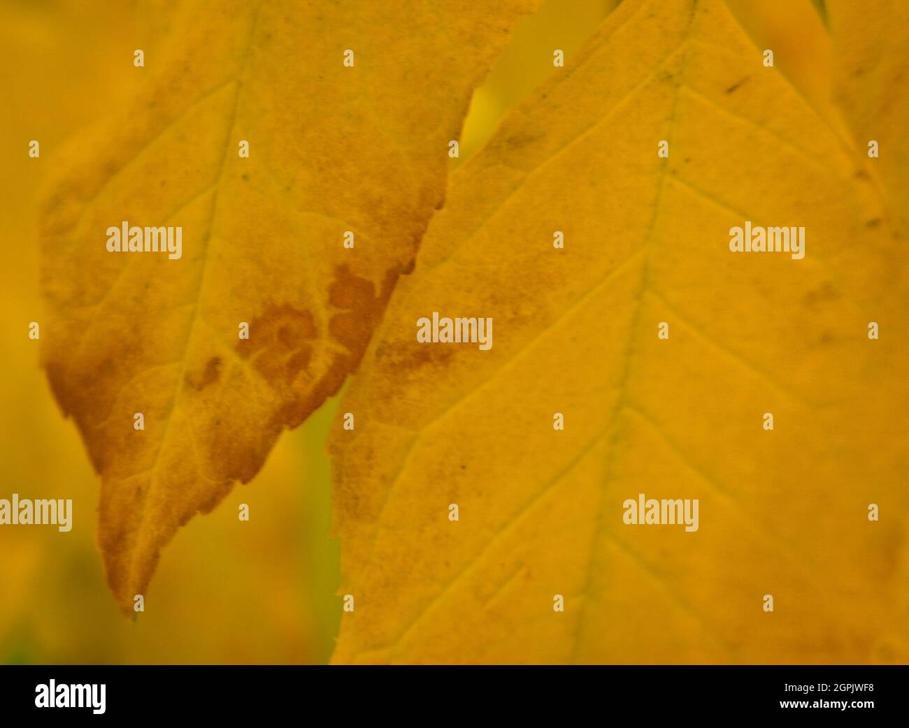 Autumn leaves Calgary Alberta Stock Photo - Alamy