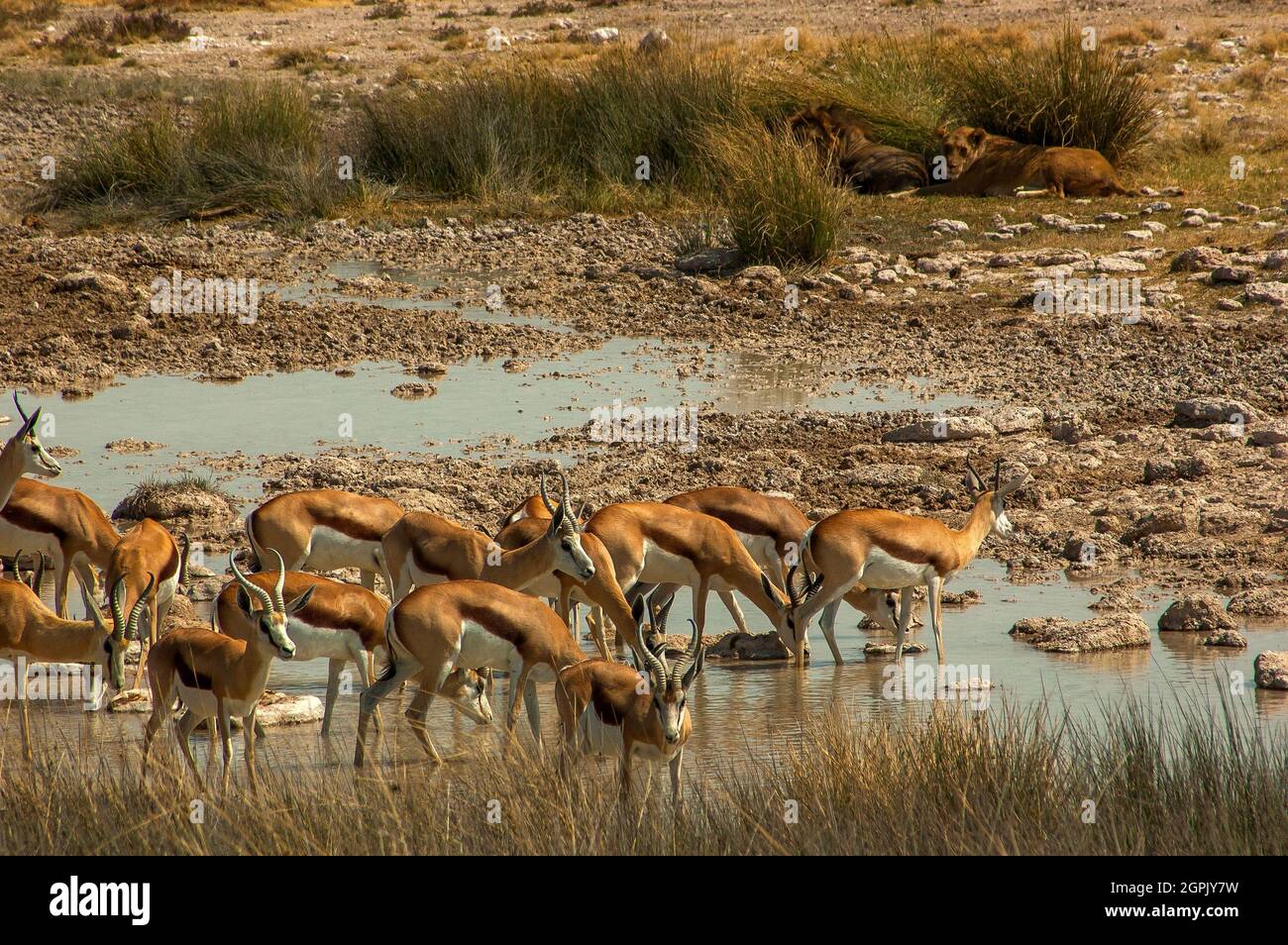 Lion and springbok hi-res stock photography and images - Alamy