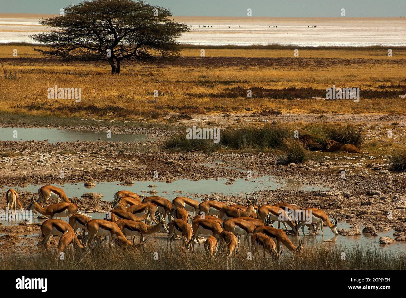 Springbok drinking at Salvadora waterhole with lions watching in the ...