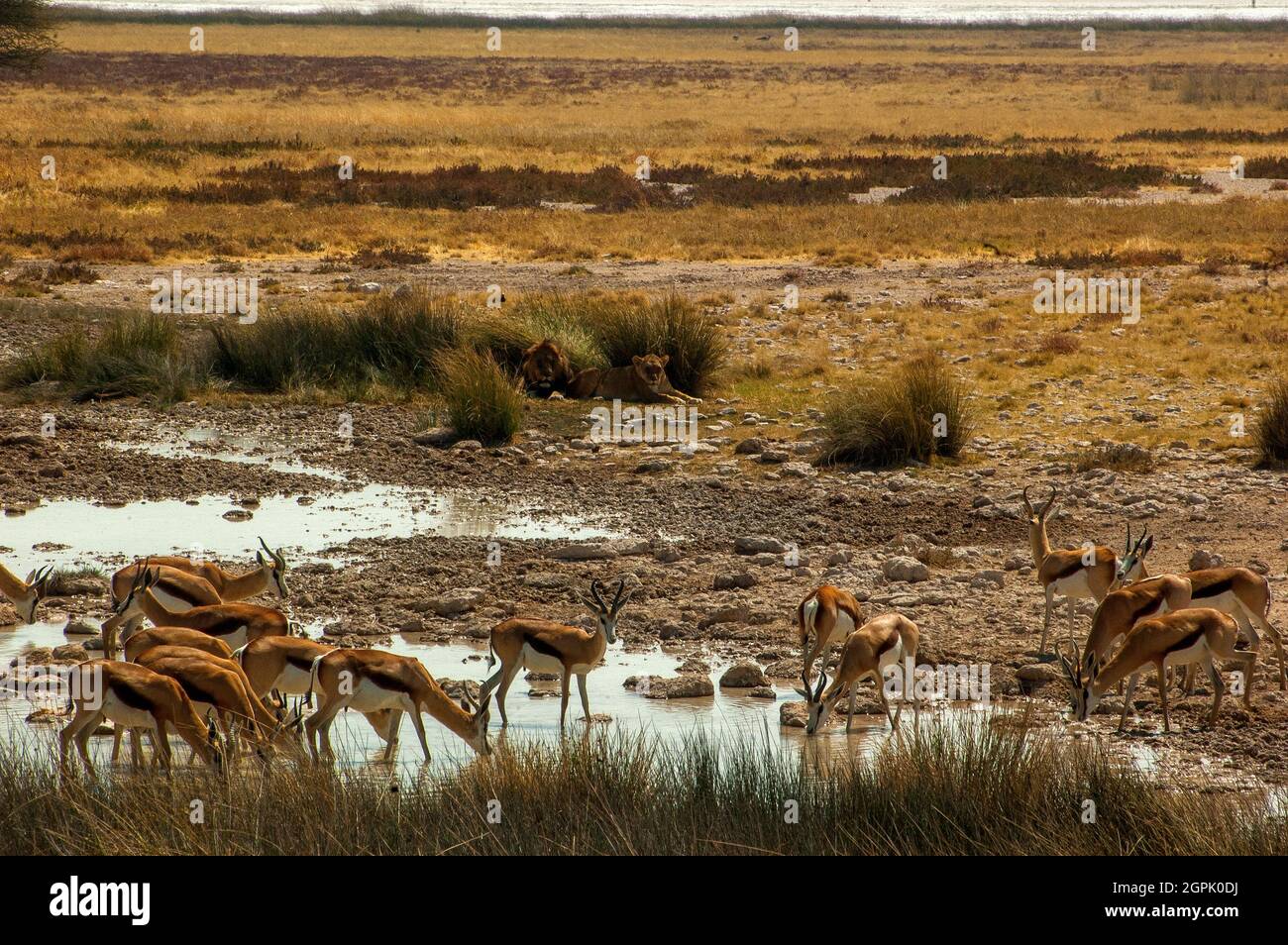 Lion and springbok hi-res stock photography and images - Alamy