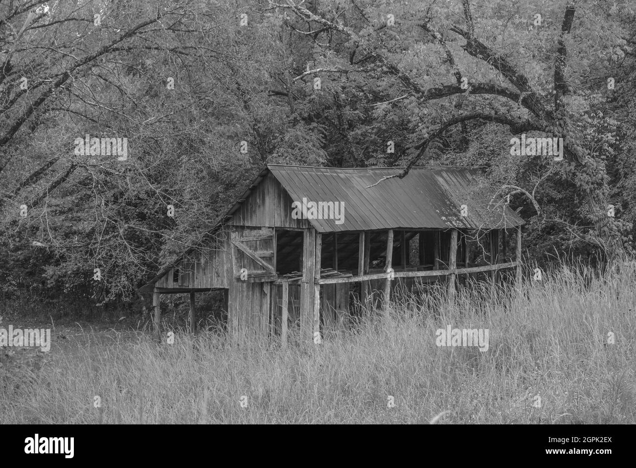 Black and white. Old rundown barn in Echo Bluff State Park of the ...