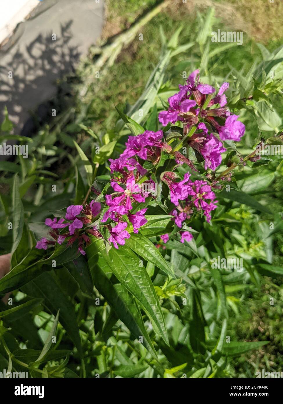 September purple hi-res stock photography and images - Alamy