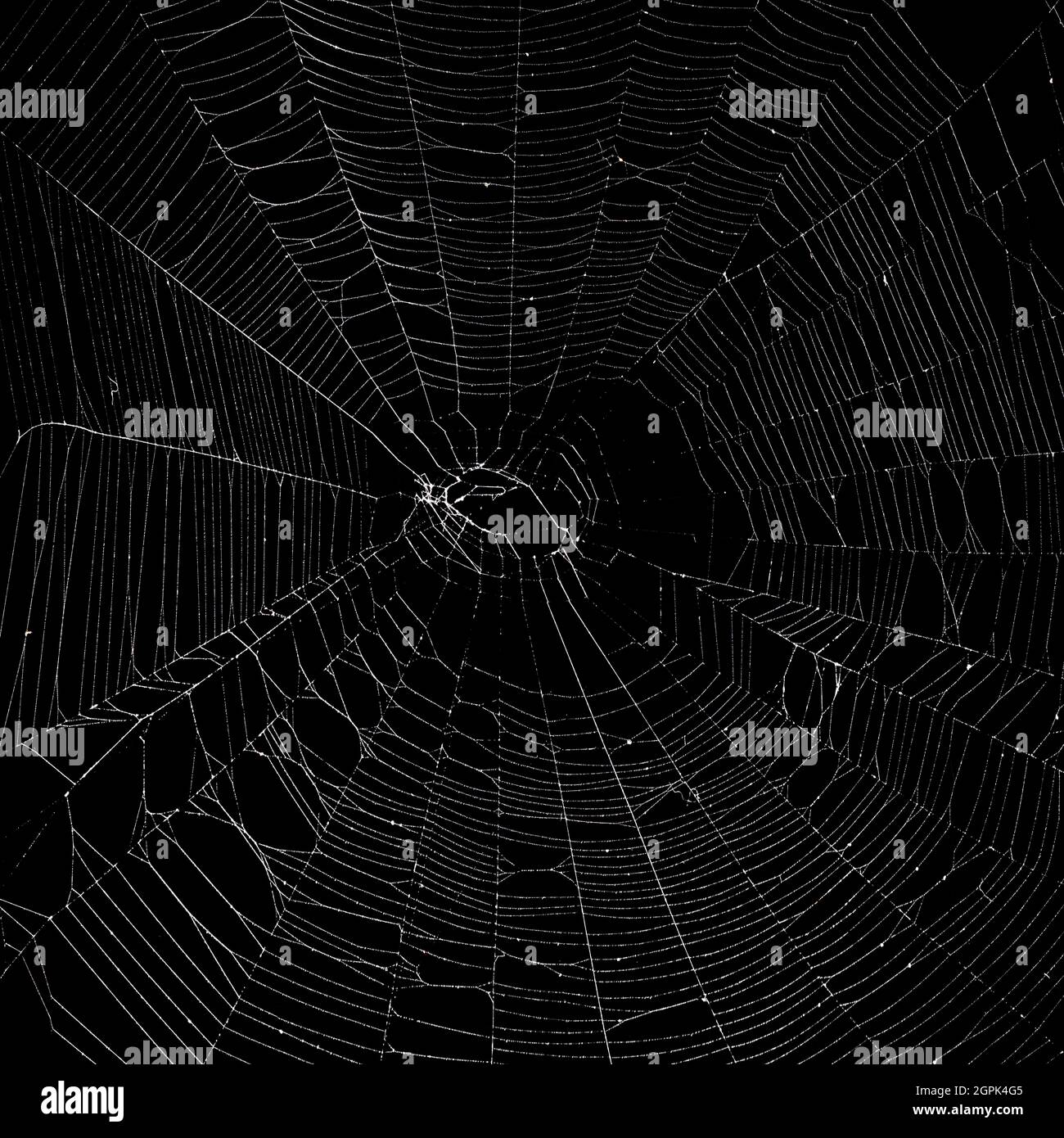 Real spider hi-res stock photography and images - Alamy