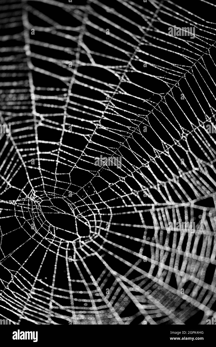Real spiders hi-res stock photography and images - Alamy