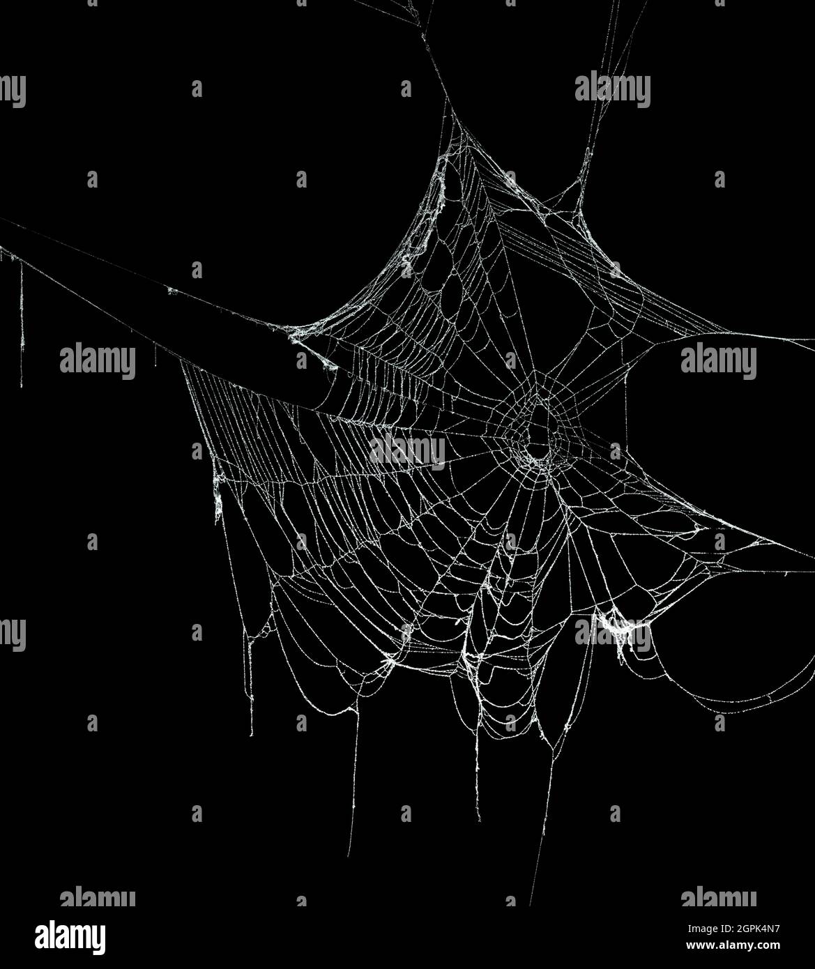 Real spooky spiders web hi-res stock photography and images - Alamy