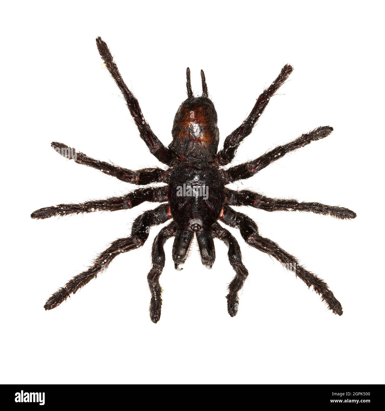 Scary view of a spider Cut Out Stock Images & Pictures - Alamy