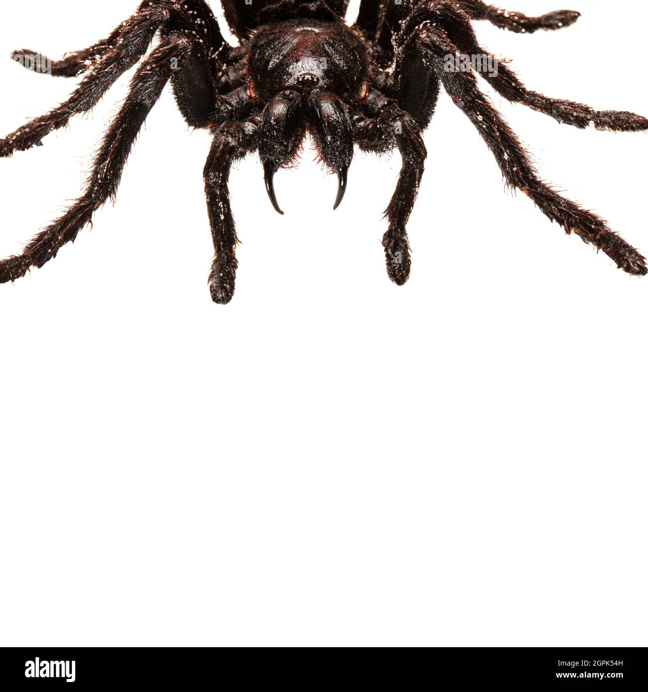 Tarantula Spider Fangs