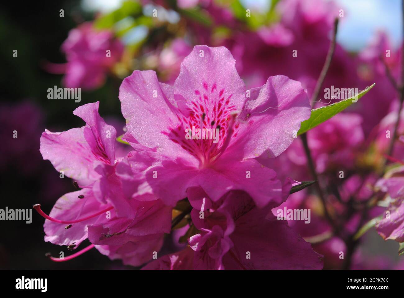 Azalea bush hi-res stock photography and images - Alamy
