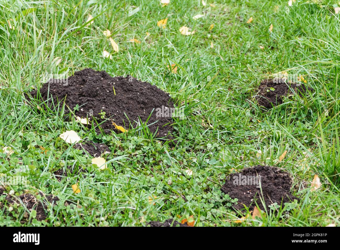 Molehills in the garden path, mole problem Stock Photo - Alamy