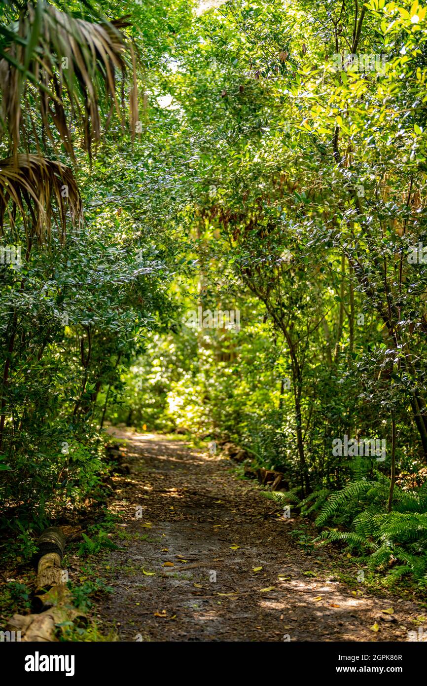 Photo of a nature path in the woods Stock Photo - Alamy