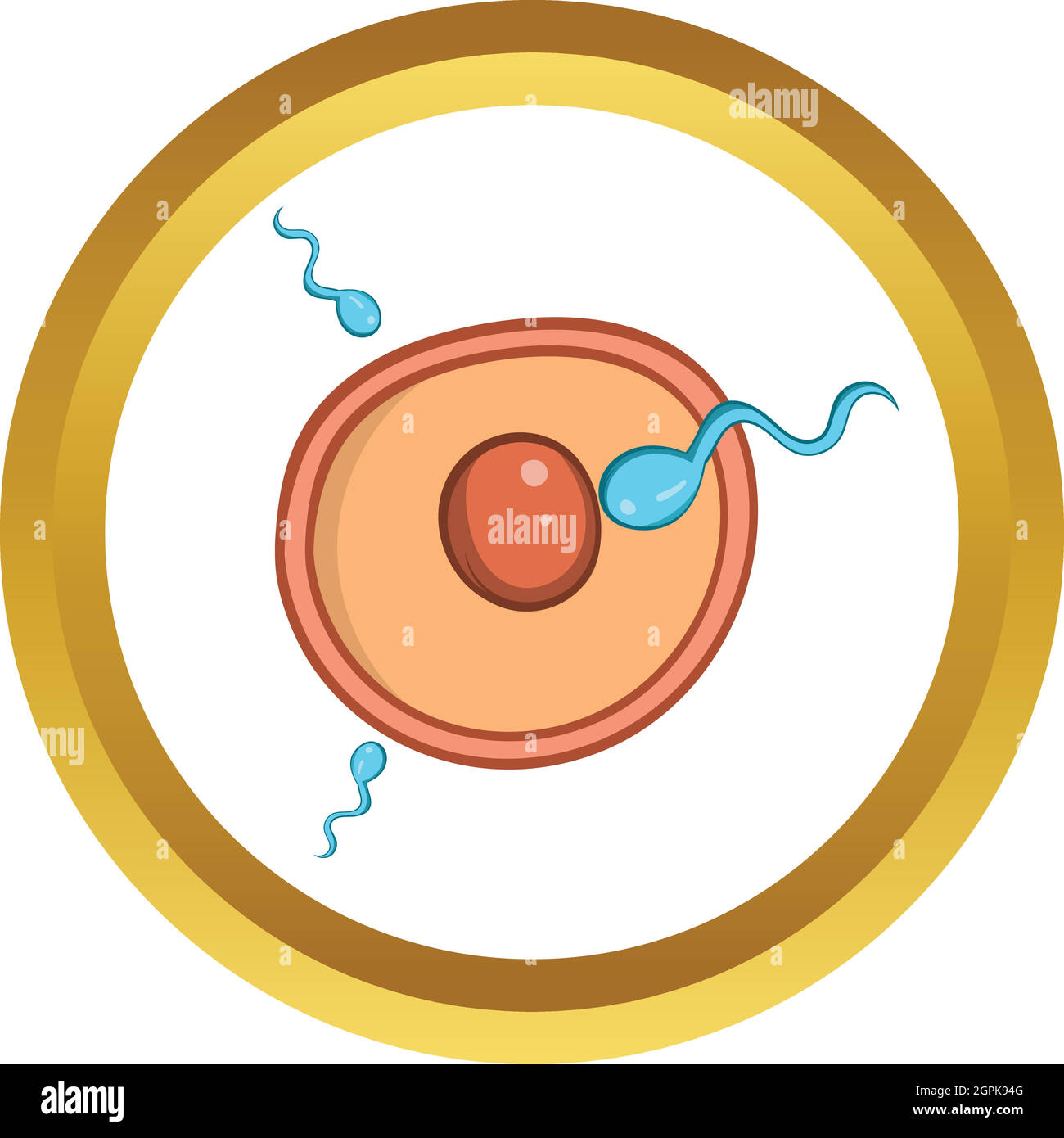 Fertilization of egg vector icon, cartoon style Stock Vector Image ...