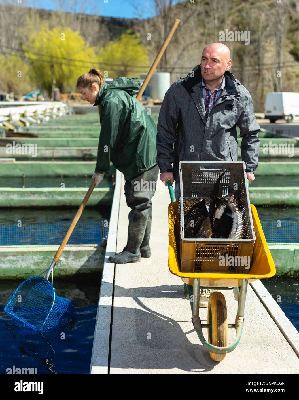Male with female catching sturgeons in open fish tank Stock Photo - Alamy
