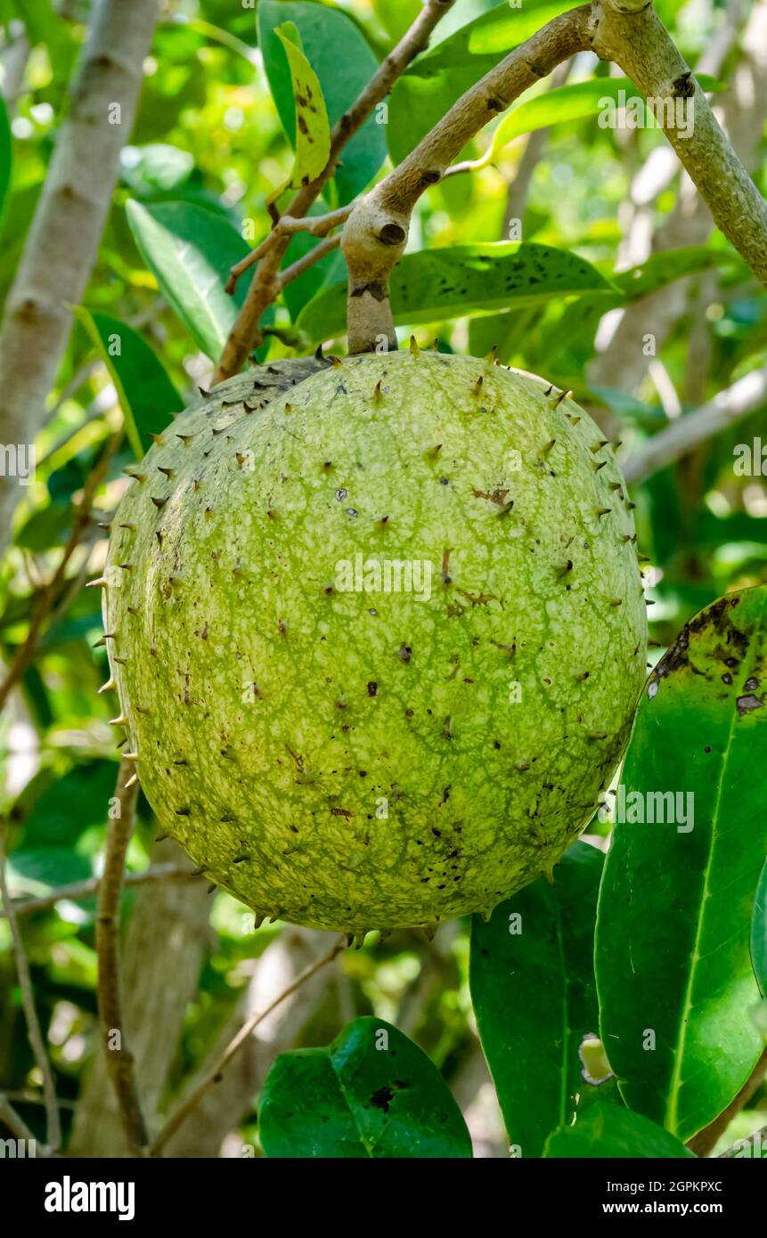 Soursop hanging from tree fruit hi-res stock photography and images - Alamy