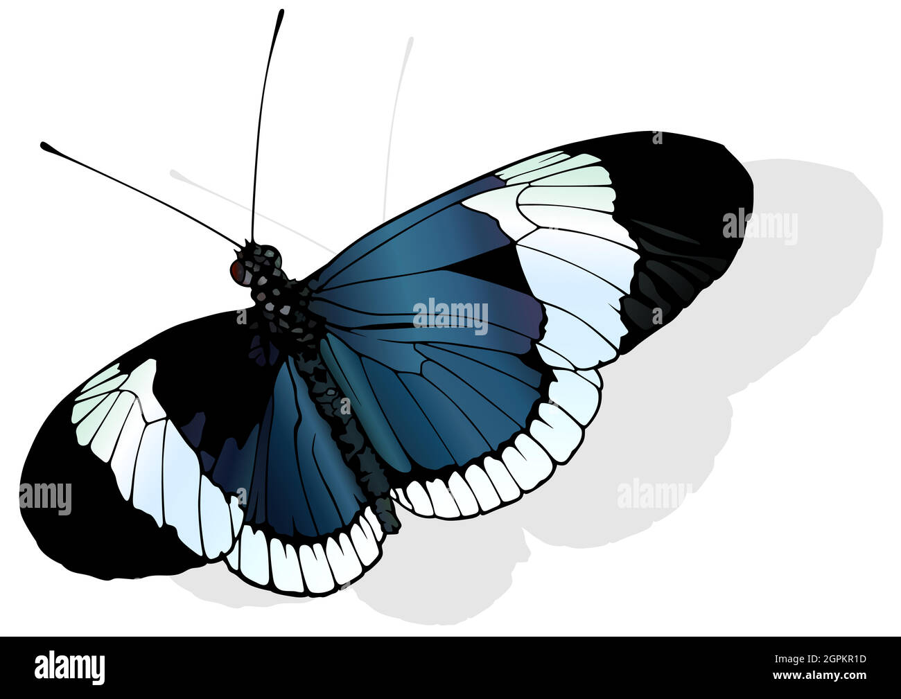 Ecuador butterfly Stock Vector Images - Alamy