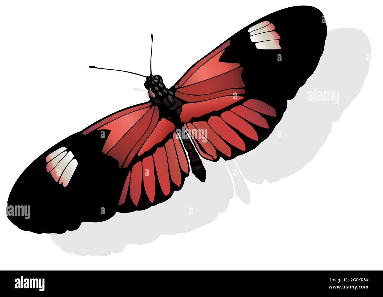 The Postman Butterfly Stock Vector Image & Art - Alamy