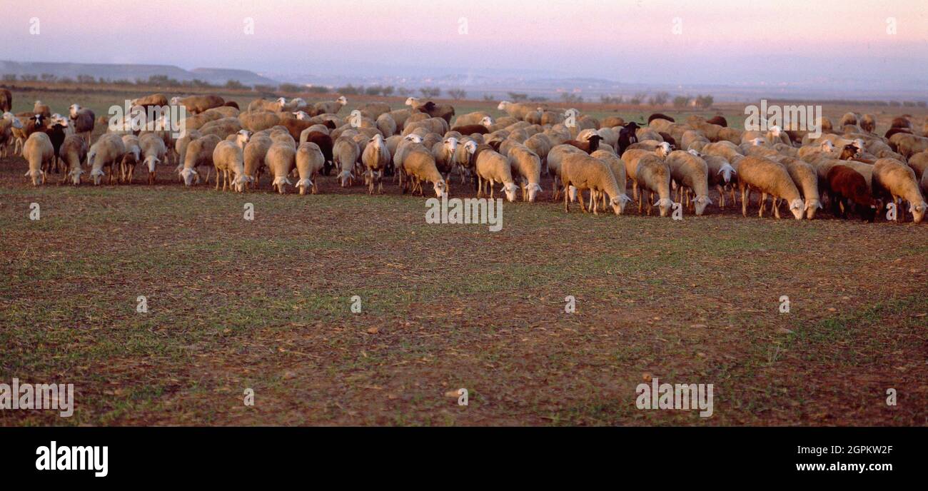 Sheep herd navarra spain hi-res stock photography and images - Alamy