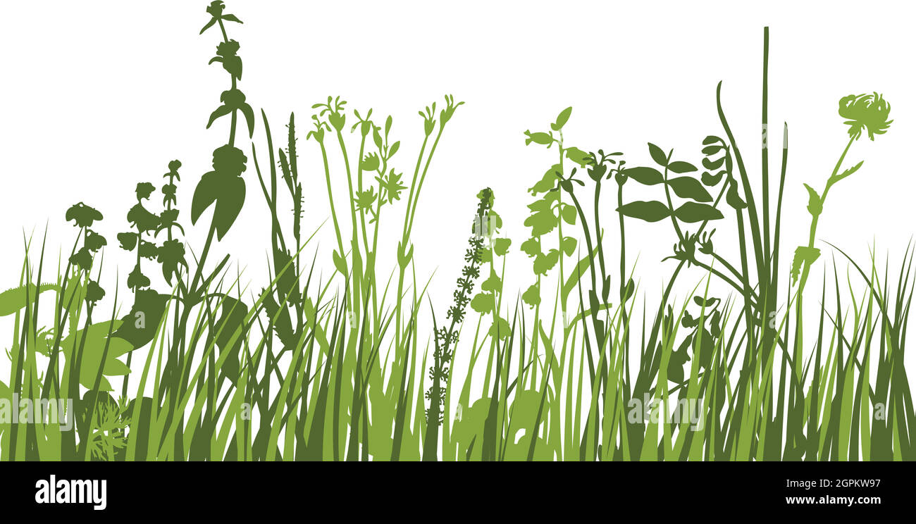 Green Grass Meadow Stock Vector Image & Art - Alamy