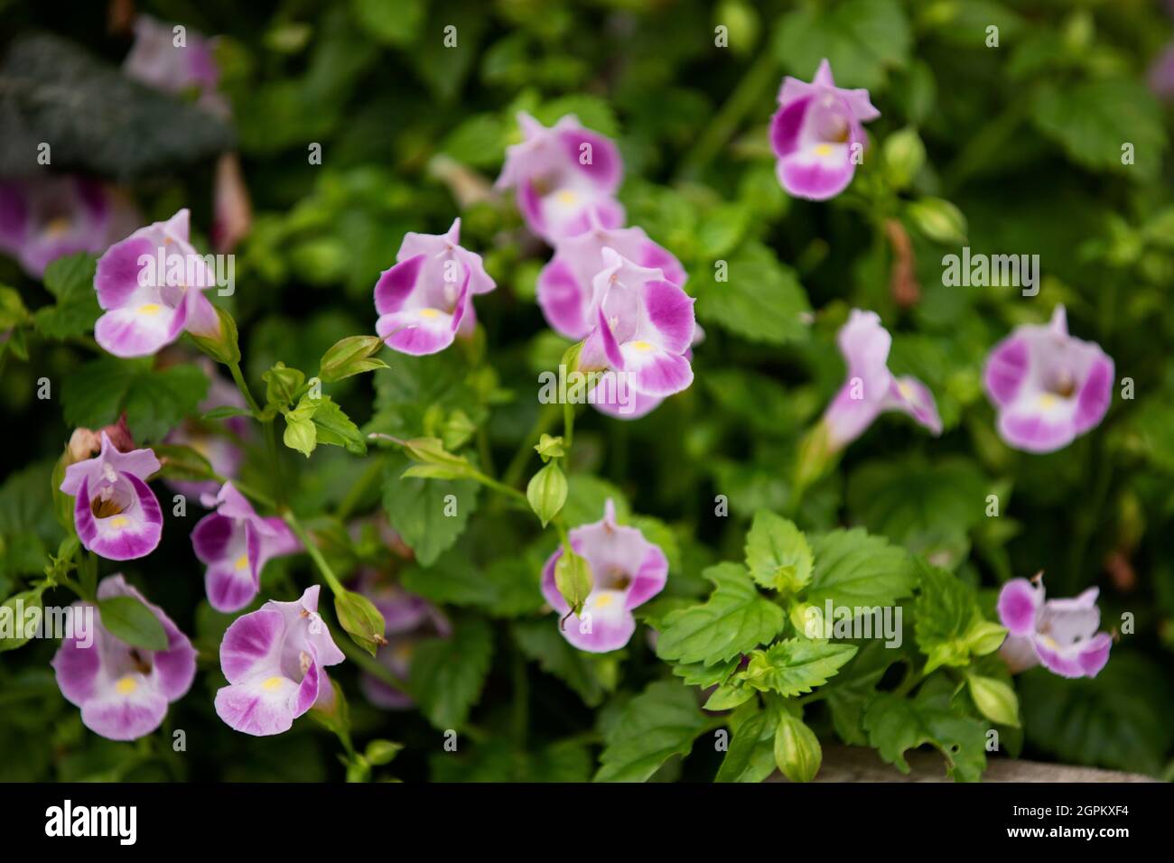 Linderniaceae family hi-res stock photography and images - Alamy